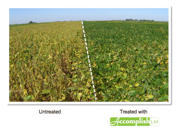 Growing a Better Soybean Crop in a Corn-Soybean Rotation