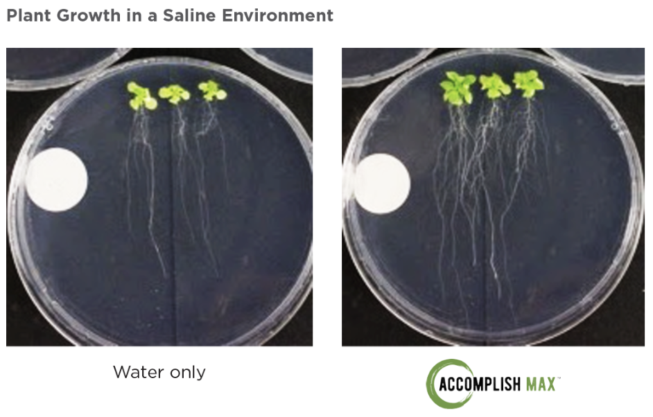 How ACCOMPLISH MAX Enhances Early Season Crop Vigor