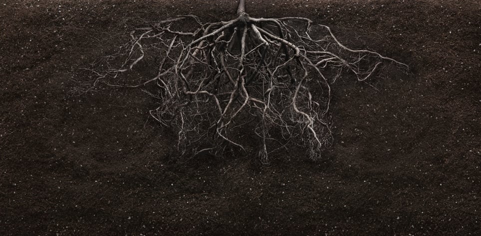 Root Intelligence Helps Plants Survive and Thrive