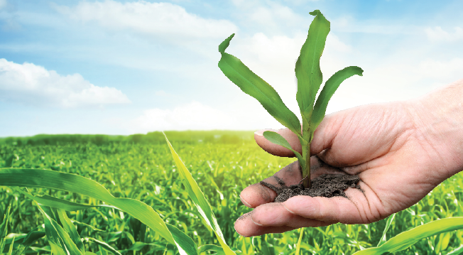 Understanding Starter Fertilizer Programs