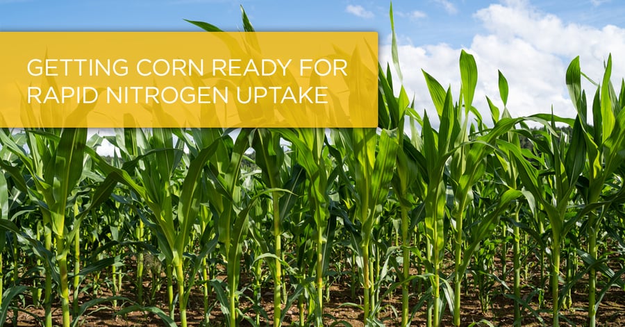Getting Corn Ready for Rapid Nitrogen Uptake