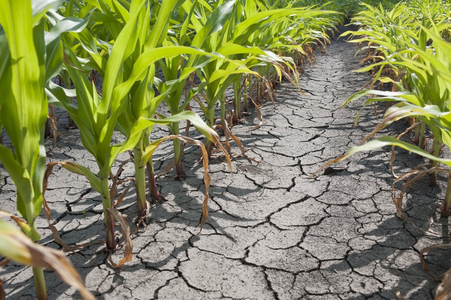 Three Ways to Combat Drought Stress in Corn