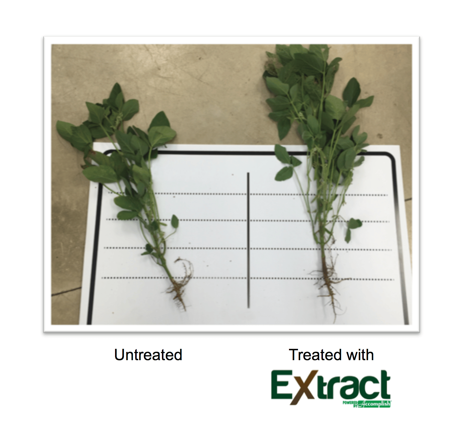 More Robust Soybean Plants, Higher Pod Counts with Extract PBA