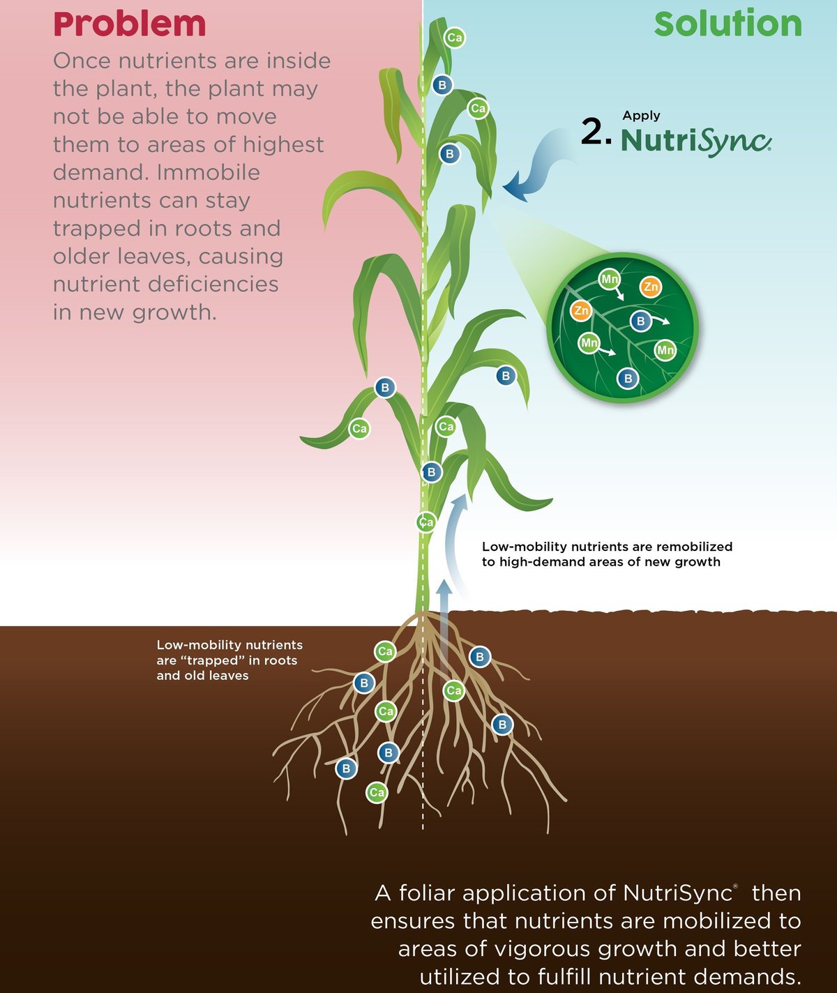 How Do IBA, Kinetin & Nutrient Mobilization Impact Crop Performance?