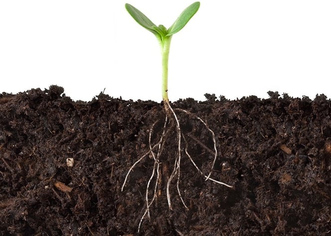 It’s All About the Roots!